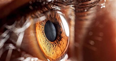 Amarelos E Vermelhos O Que Os Olhos Podem Revelar Bem Estar Meio Norte
