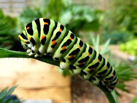 Puzzle De Caterpillar Rompecabezas De