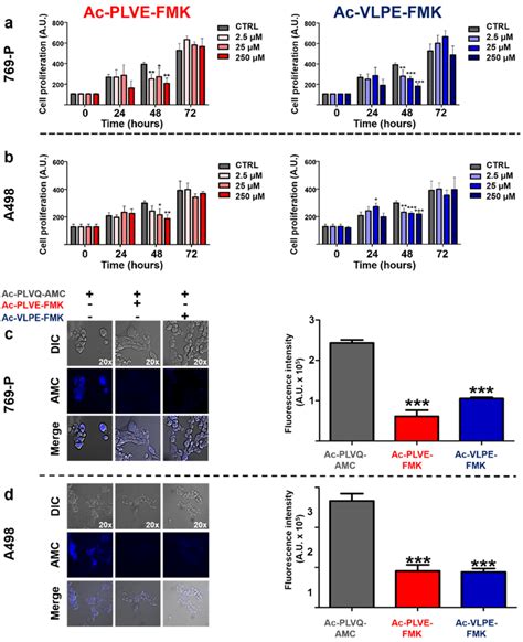 The Effect Of The Peptide Inhibitors On Human 769 P And A498 Renal