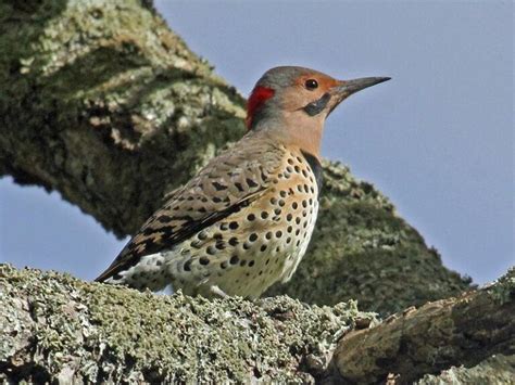 Yellow Shafted Northern Flicker Field Guide Pictures Habitat And Info