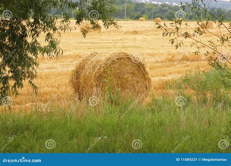 Ballen Heu Stockbild Bild Von Wachsen Garbe Produktion 11084231