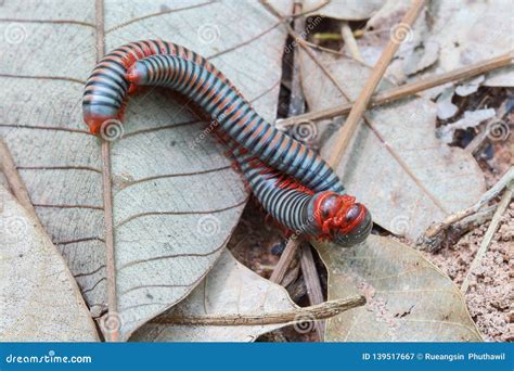 Millipede Mating In Nature Stock Image Image Of Forest 139517667