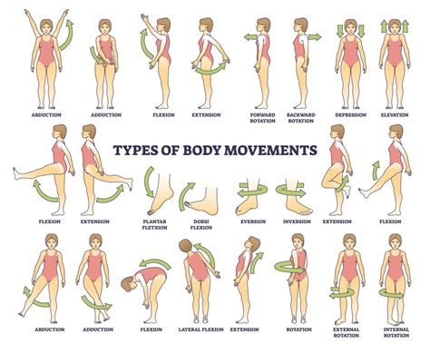 Anatomical Terms For Movements 3D Muscle Lab
