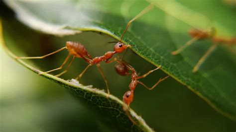 pc owner shocked after finding fire ants “eating” his computer dexerto