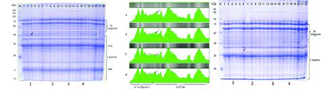 Electropherogram Of Storage Proteins From Soybean Seeds Download