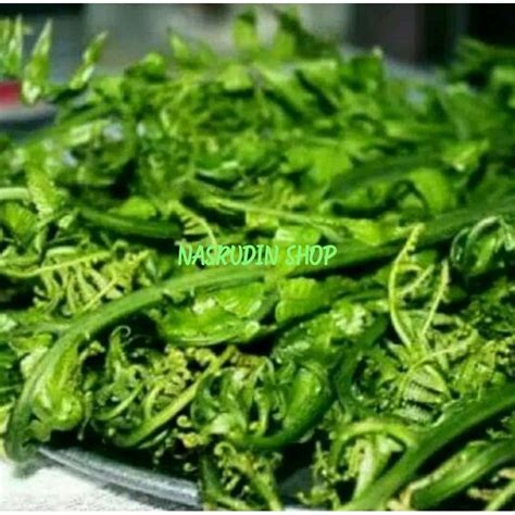 Jual Pakis Sayur Pucuk Muda Segar Daun Muda Pakis Sayur Langsung