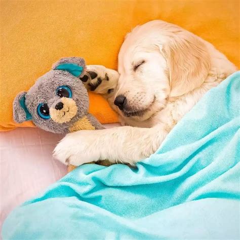 ZiG ZaG Channel YouTube