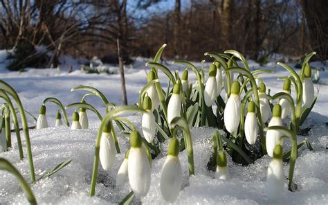 Hd Wallpaper White Petaled Flower Flowers Nature Spring Snowdrops