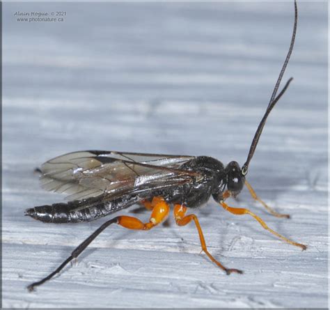 Пимплы Pimpla