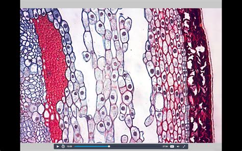 Secondary Growth Diagram Quizlet