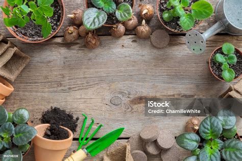 여러 화분 Houseplant의 화분에 심는 꽃 및 남 비 식물을 위한 장비를 심기 텍스트에 대 한 공간을 복사 합니다 상위 뷰