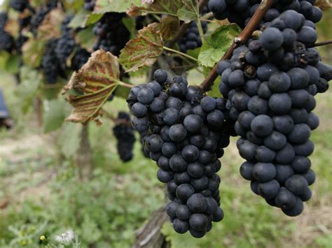 Nouveau Salon De Promotion Des Vins Le Divinum Dautomne Sinstalle à
