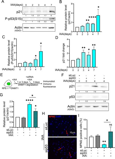 Dnmt1 Prolonged Absence Is A Tunable Cellular Stress That Triggers Cell