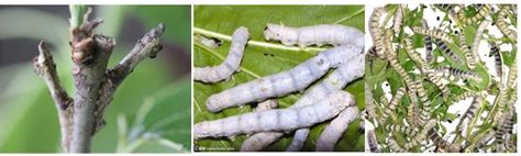 野桑蚕的 驯化”记