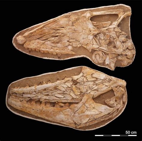 Sea Monster Fossils Unveiling The Ancient Giants