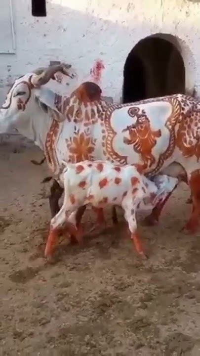 Hey Krishnagau Mata🙏😘🥰🤗🙏gaumata Vrindavan Indian Maa