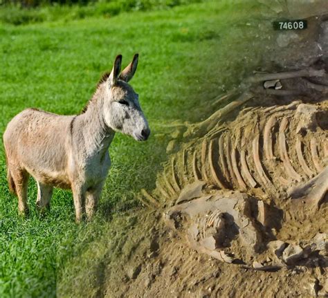 کشف راز دفن الاغ‌های جوان در خانه‌های کنعانی؛ پیوند با آیین یهودی؟ ایندیپندنت فارسی