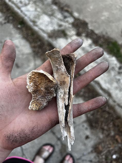 What Are These Bones Found In A Wall Rwhatisthisbone