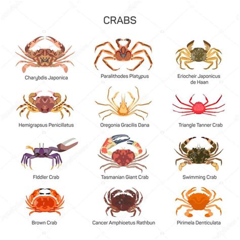Types Of Crabs Chart Educational Chart Resources