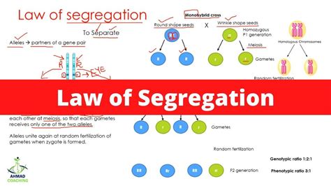 Law Of Segregation Variation And Genetics Biology Notes Genetics