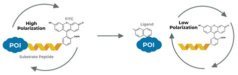 Fluorescence Polarization Lifesensors