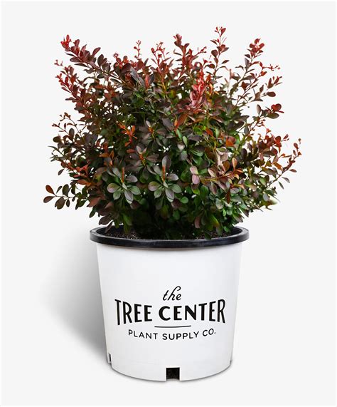Crimson Pygmy Barberry The Tree Center
