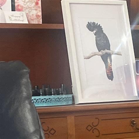 Watercolour Yellow Tailed Black Cockatoo Print Native Australian Bird