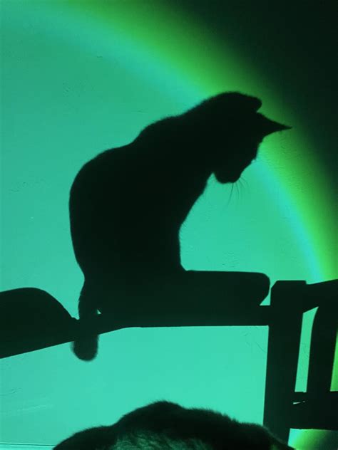 Shadow Kitty Rcats