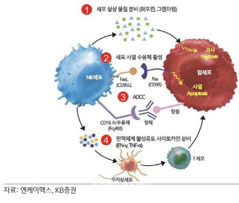 인베스트 바이오 엔케이맥스 갈수록 커지는 ‘수퍼nk 가치