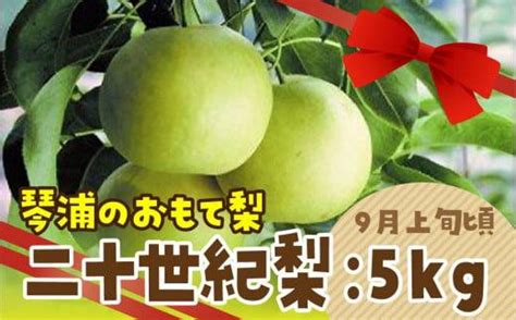 【先行予約】数量限定 鳥取県産梨 二十世紀梨 5kg（12～14玉） 鳥取県琴浦町 セゾンのふるさと納税