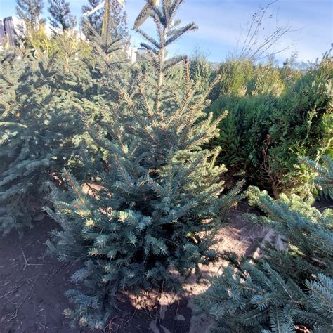 Ель колючая Глаука | Picea pungens Glauca 180-200 см