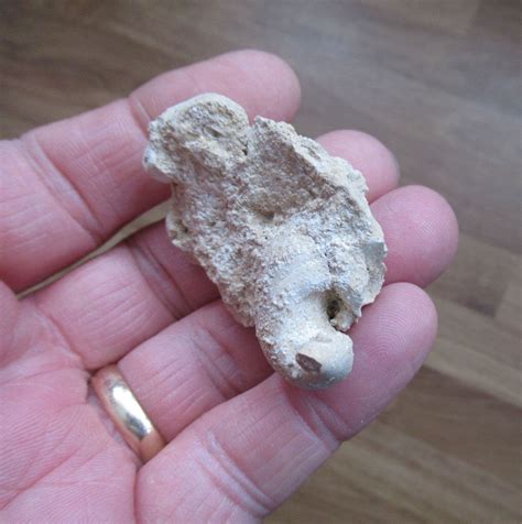 Diceras Arietum Rudist Bivalve