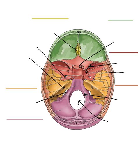Cranium Superior View Diagram Quizlet