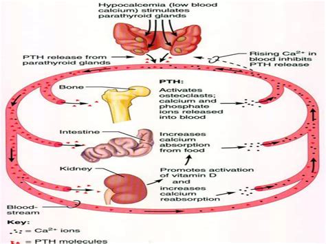 Parathyroid And Thyroid Glands Ppt