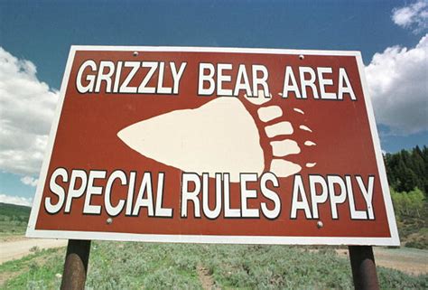 Archery Hunter Survives Grizzly Attack Near Glacier National Park