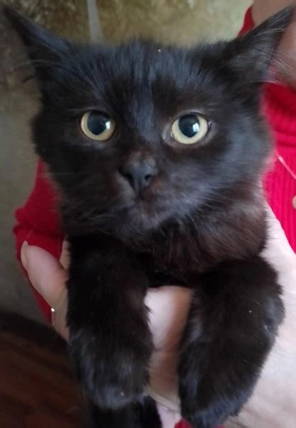 Рязань В добрые руки кошечка Возраст 4 5 мес На шейке животике и штанишках шерстка как