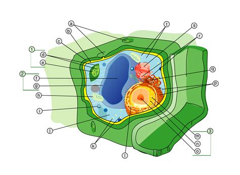ملفplant Cell Structure Svg Labelssvg المعرفة