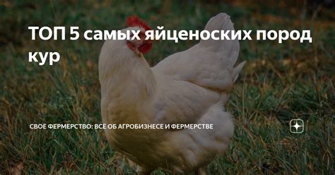 ТОП 5 самых яйценоских пород кур Своё Фермерство всё об агробизнесе и фермерстве Дзен