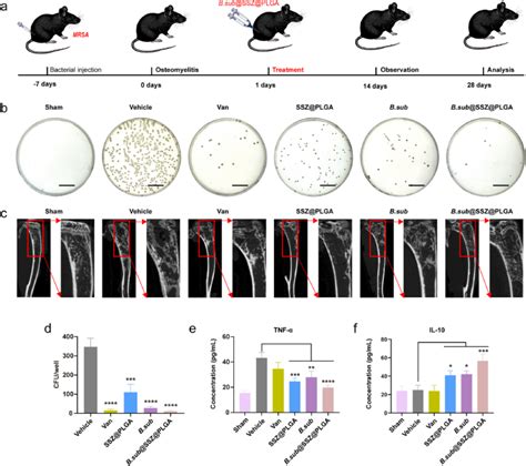 Engineered Bacillus Subtilis Enhances Bone Regeneration Via Immunoregulation And Anti Infection