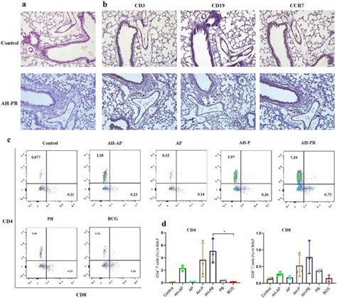 Intranasal Bovine β Defensin 5 Enhances Antituberculosis Immunity In A Mouse Model By A Novel