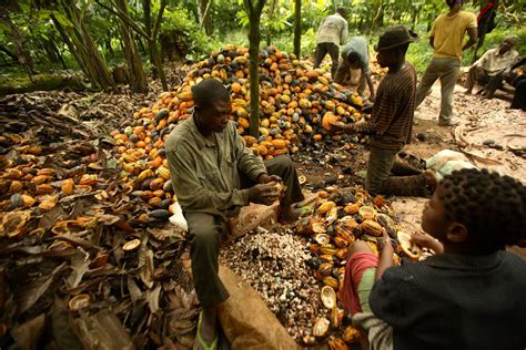 Nigerias Cocoa Market Value Hits 6billion The Nation Newspaper