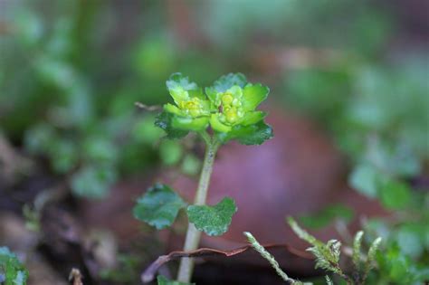 Chrysosplenium Grayanum Nekonomesou