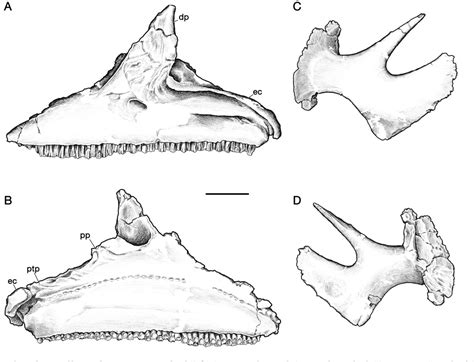 Figure 1 From Cranial Anatomy And Systematics Of Hypacrosaurus
