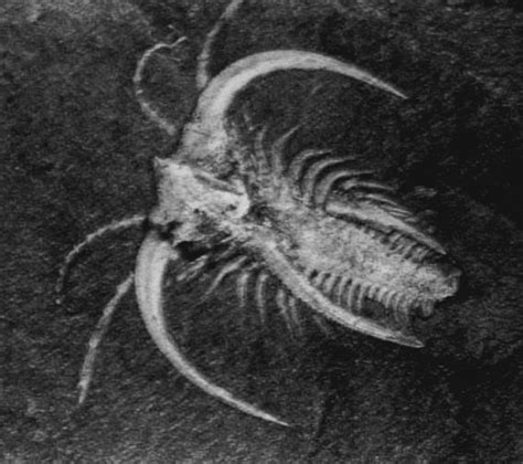 The 15 Rarest Fossils Ever Discovered