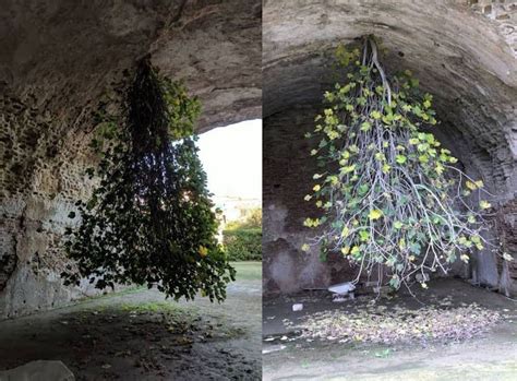 A Tree That Decided To Grow Upside Down In An Archeological Park In Italy Scrolller