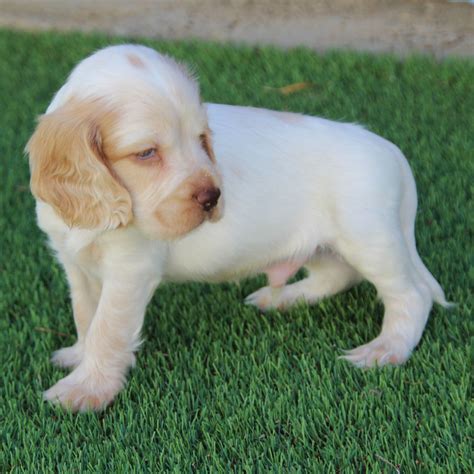 Comprar Cachorros De Cocker Spaniel InglÉs Casachata