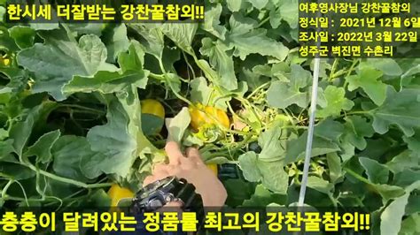 한시세 더받는 참외 강찬꿀참외 주생농 재배농가 이야기성주군 벽진면 여후영사장님 성주참외 강찬꿀참외 고당도 스고이대목 생농 참외 Youtube