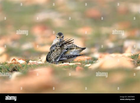 A Golden Plover Or Pluvialis Apricaria Rests Amidst Autumn Leaves Its