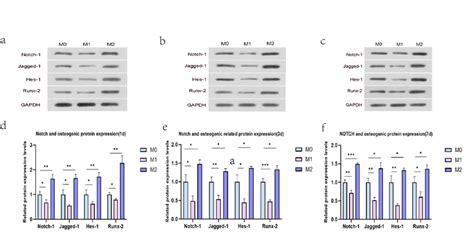 figure a b c show the expression levels of notch signaling pathway