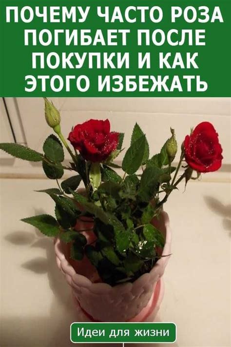 ДАЧА, САД, ОГОРОД | Розы, Сад с орхидеями, Черенки роз